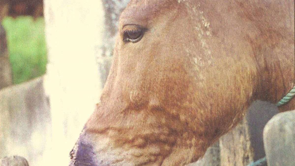 O que é MORMO? Descubra como prevenir e como tratar